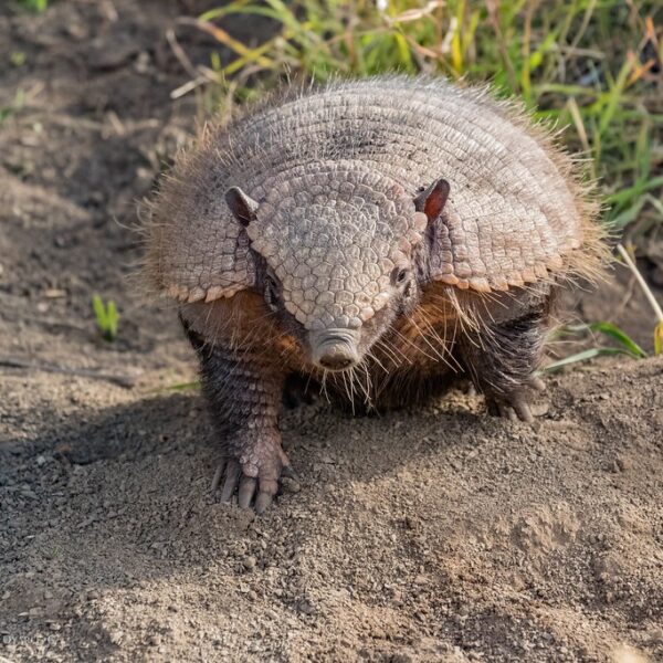 SARS-CoV-2 – Argentina, armadillo peludo – Prosaia Nuevo